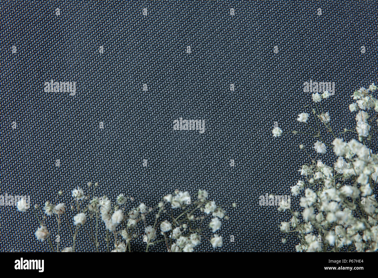 White spring flowers on gray background Stock Photo - Alamy