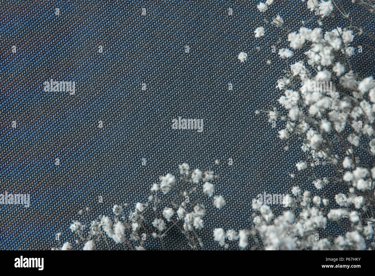 Background rose tree hi-res stock photography and images - Alamy