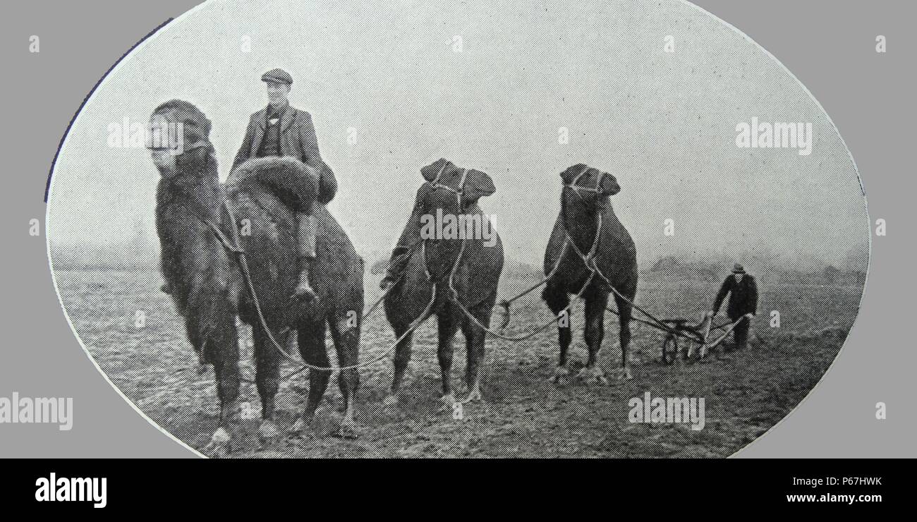 camels used in England to help with farm work during world war one 1916 ...