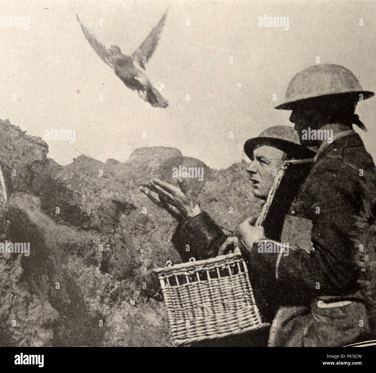 Carrier pigeon hi-res stock photography and images - Alamy