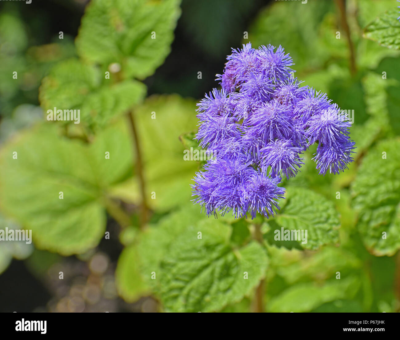 Chicago flower gardens hi-res stock photography and images - Alamy