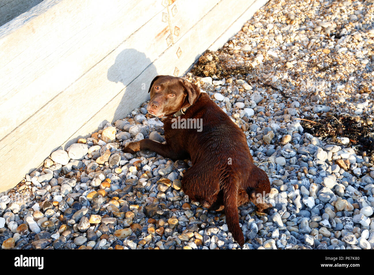 Brown dog on pebble beach Stock Photo - Alamy