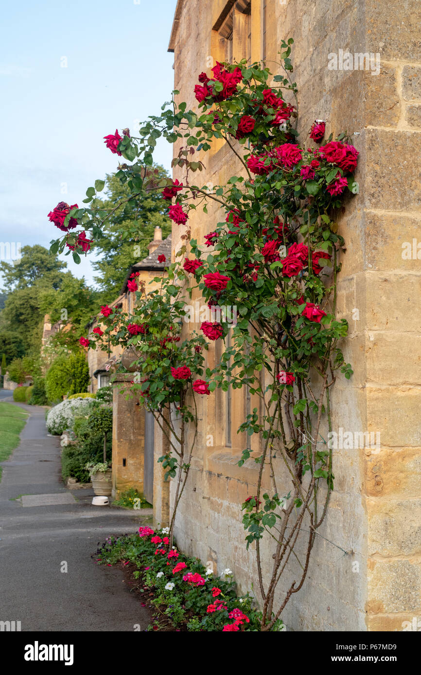 Red Roses outside a Cotswold stone house in the summer. Broadway ...