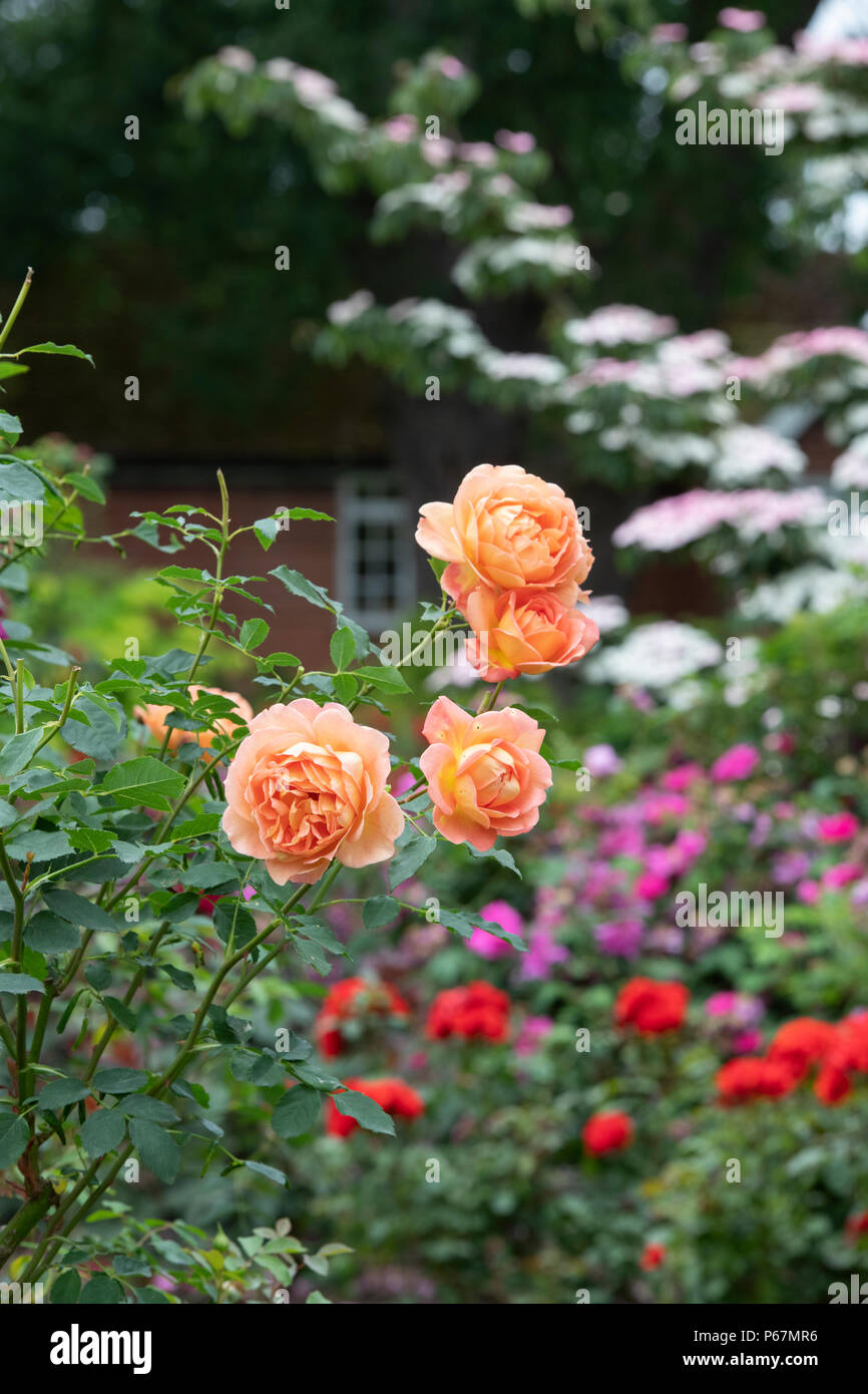 Rosa 'Lady of Shalott' / Ausnyson. English Shrub Rose 'Lady of Shalott ...