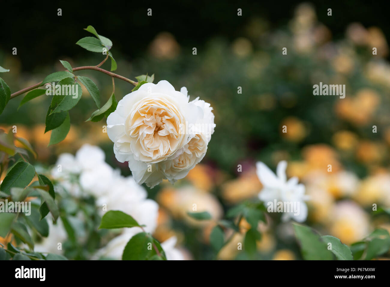 Rosa 'Lichfield angel' / Ausrelate. English Shrub Rose 'Lichfield angel ...