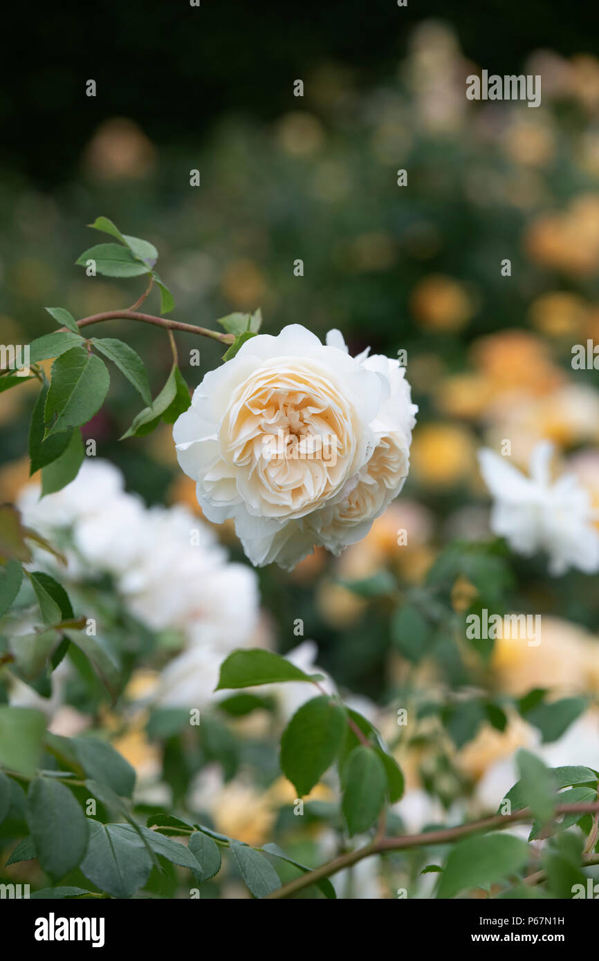 Rosa 'Lichfield angel' / Ausrelate. English Shrub Rose 'Lichfield angel ...