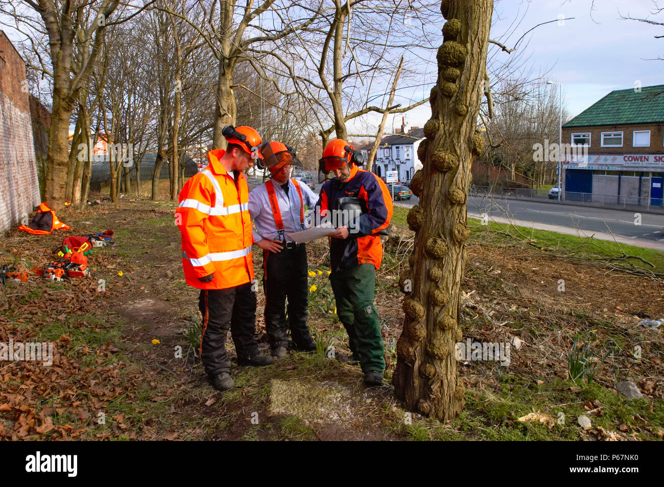 Tree surgery team hi-res stock photography and images - Alamy