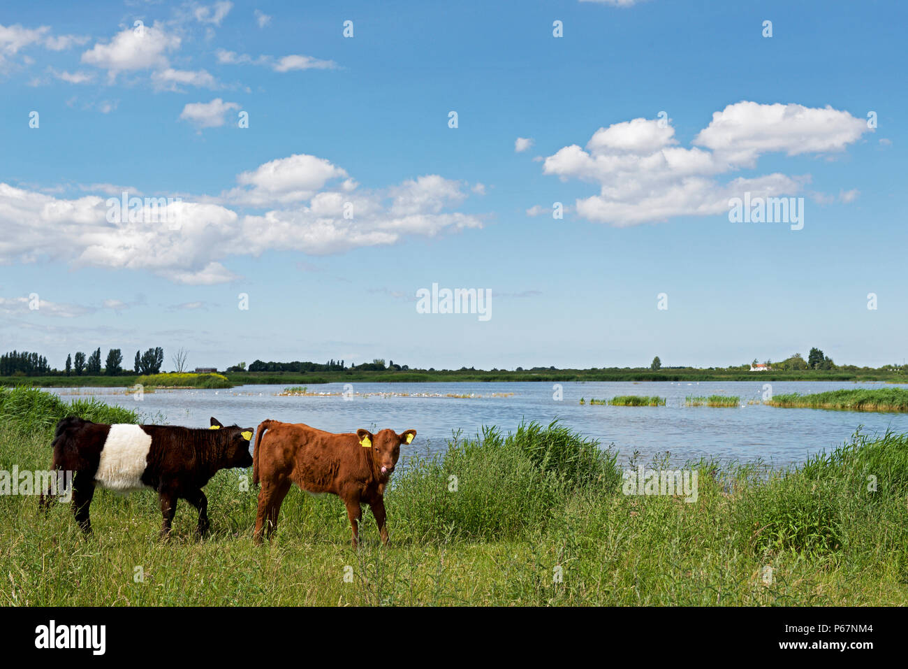 Frampton Marsh, an RSPB nature reserve, Lincolnshire, England UK Stock ...