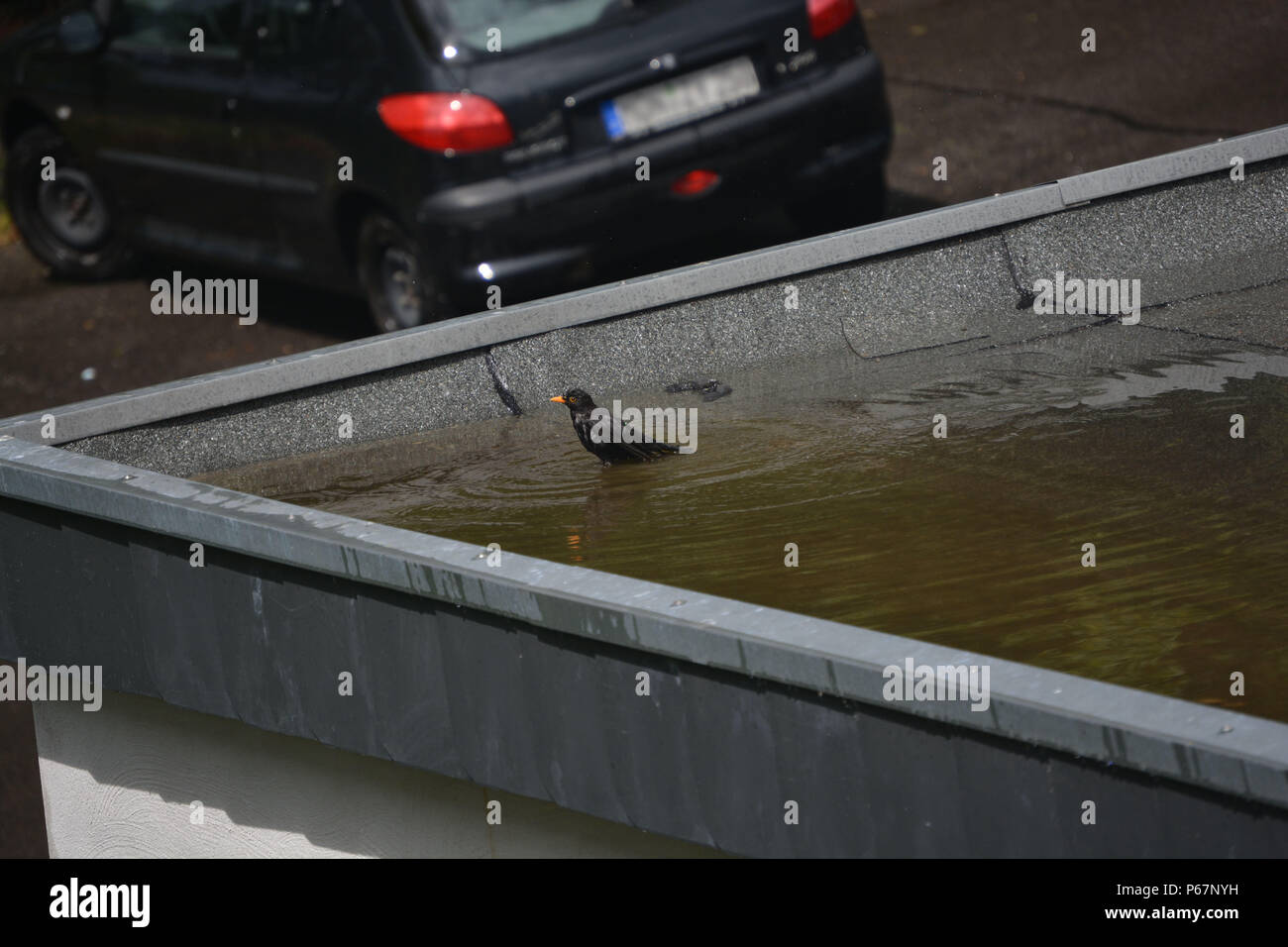 Small Raven Bathing in Puddle after Large Rain Stock Photo - Alamy