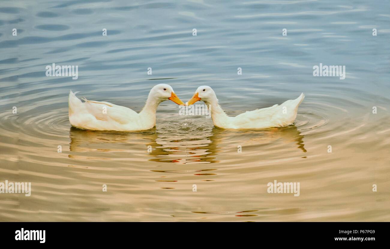 Two Ducks Kissing