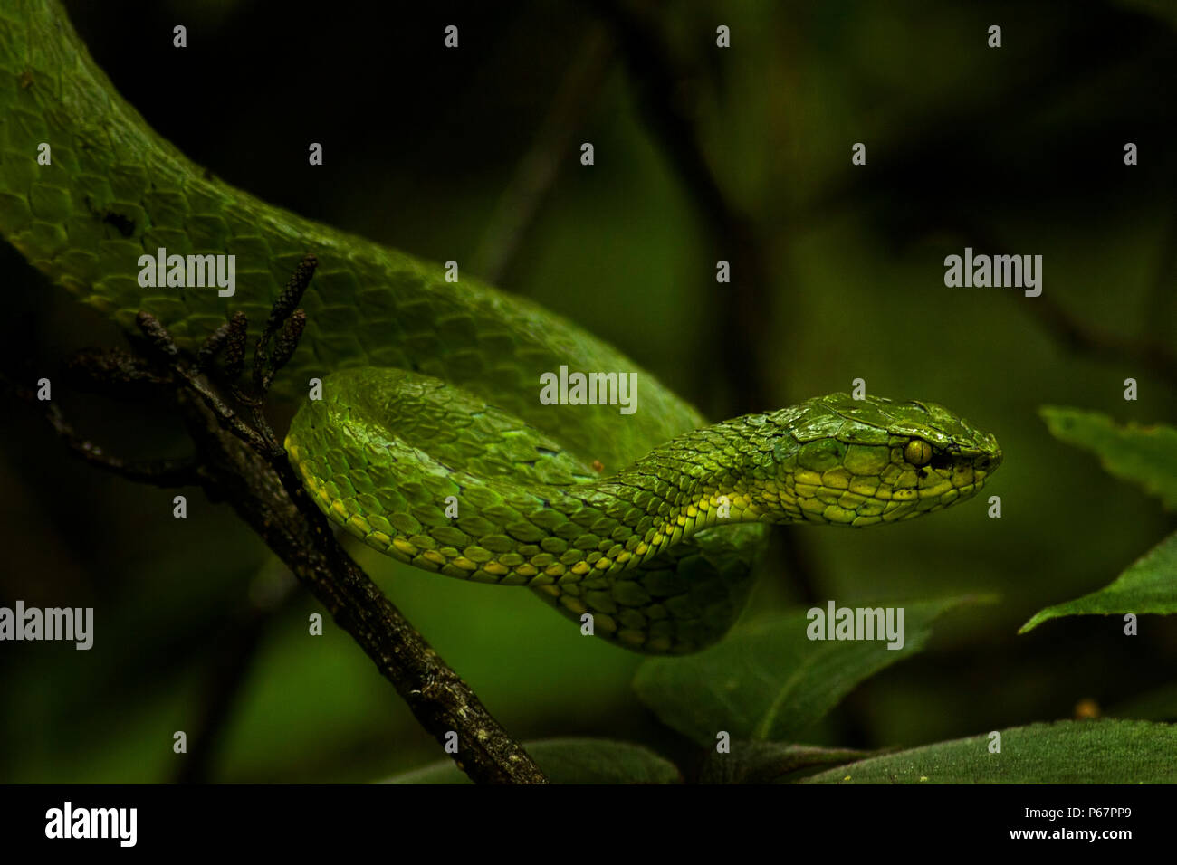Majestic Green Viper Stock Photo - Alamy