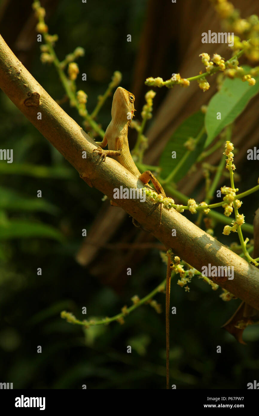 Kerala home garden hi-res stock photography and images - Alamy