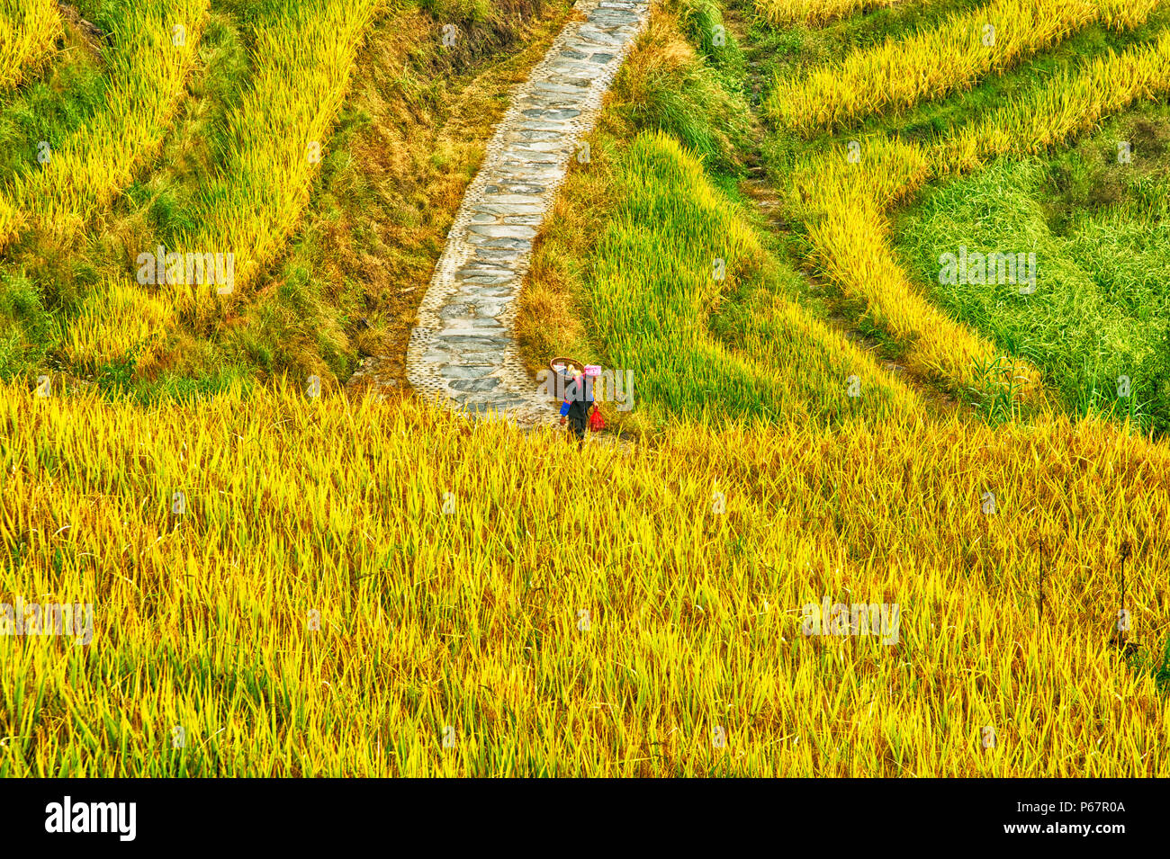 solitary worker in a rice paddy field in southern china Stock Photo - Alamy
