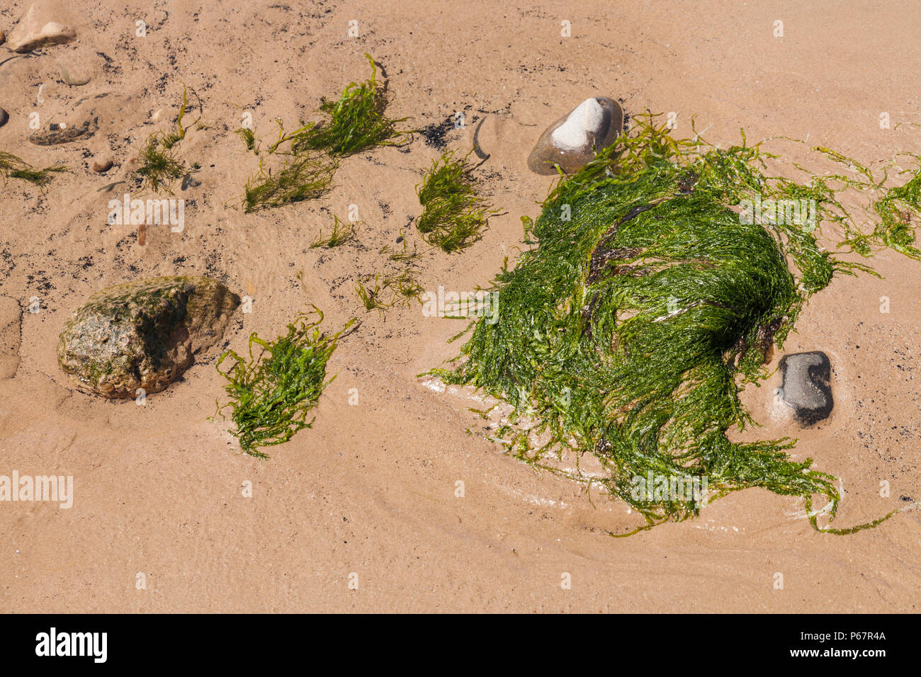 Sea moss seaweed hi-res stock photography and images - Alamy
