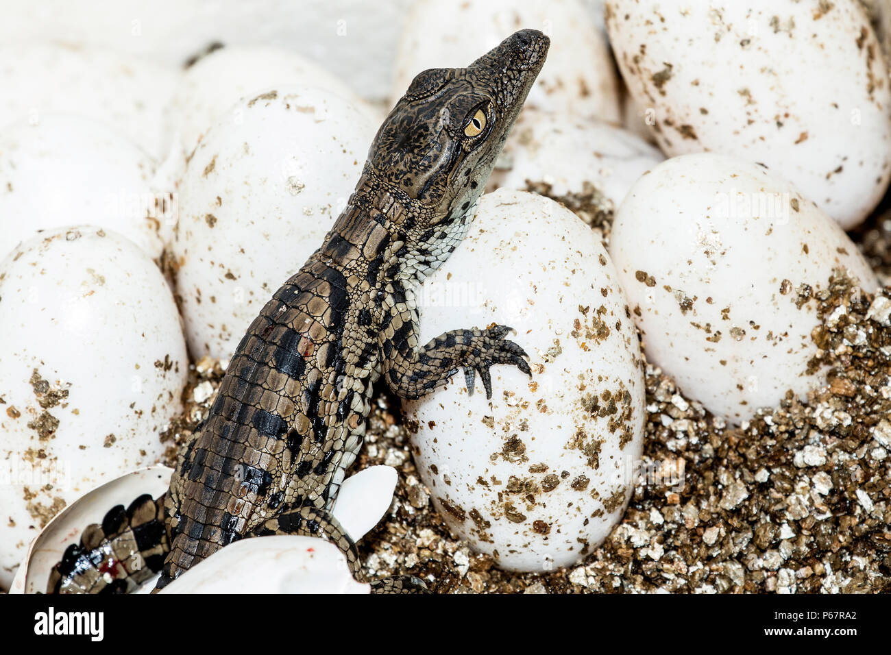 Baby Nile Crocodile - Crocodylus Niloticus - very tired hatchling newly ...