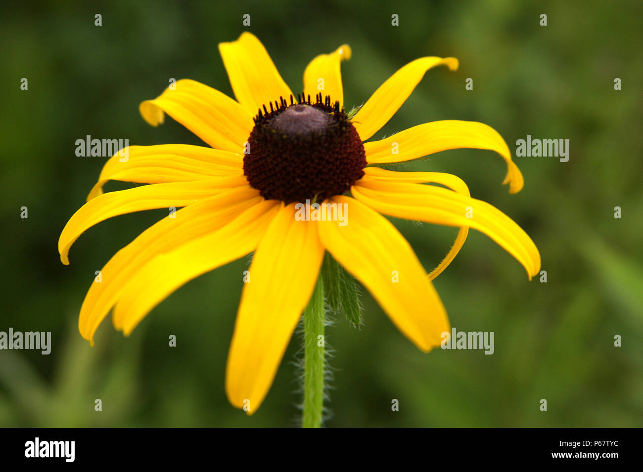 Echinacea paradoxa hi-res stock photography and images - Alamy