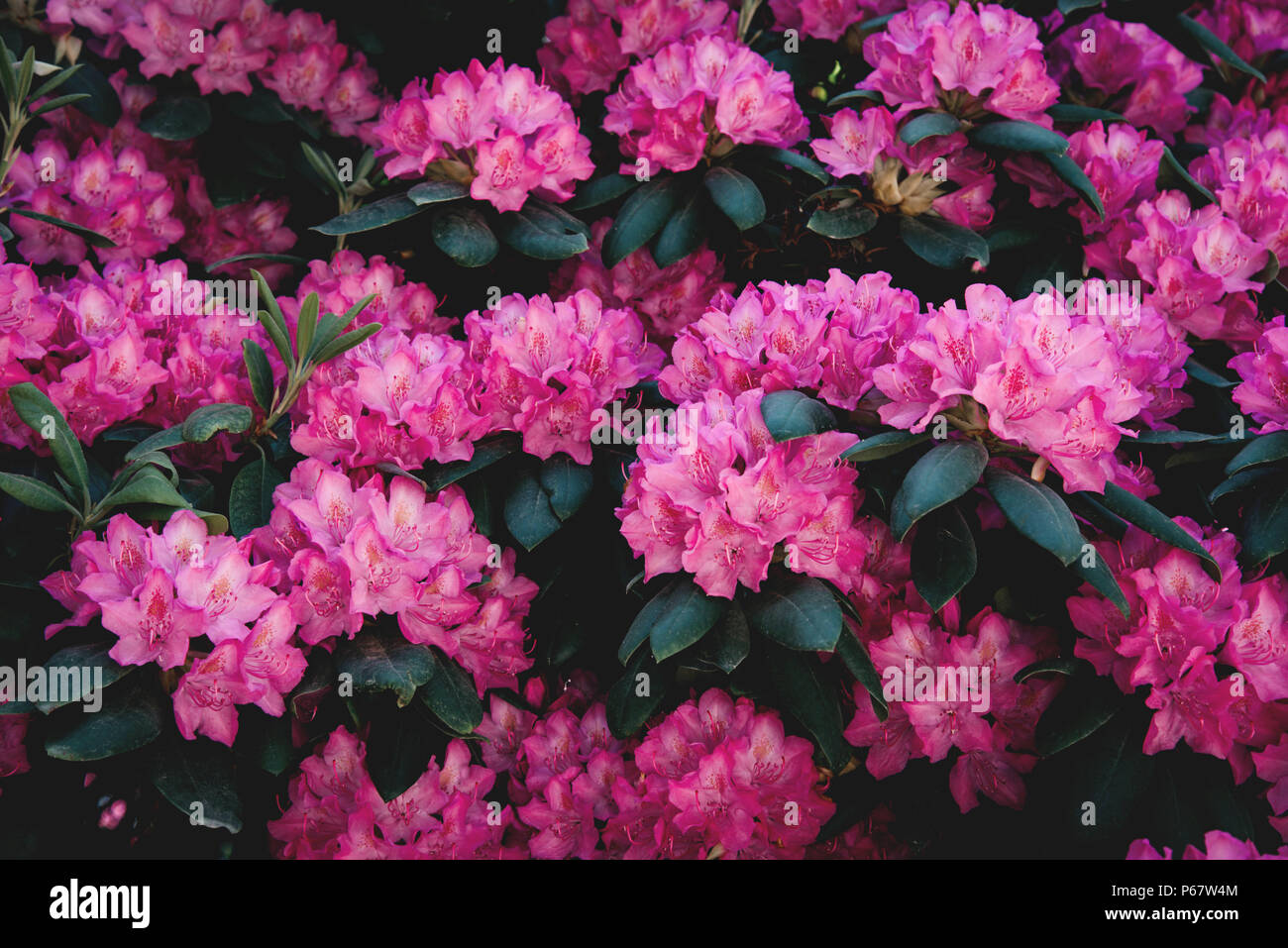Rhododendron flower pattern Stock Photo - Alamy