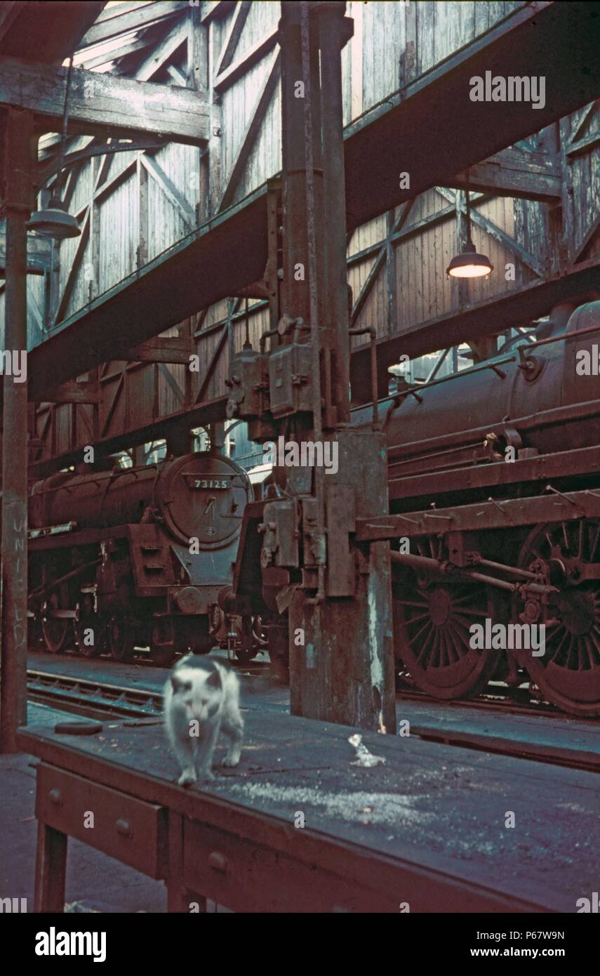 The former shed cat at Patricroft depot in Manchester wanders around ...