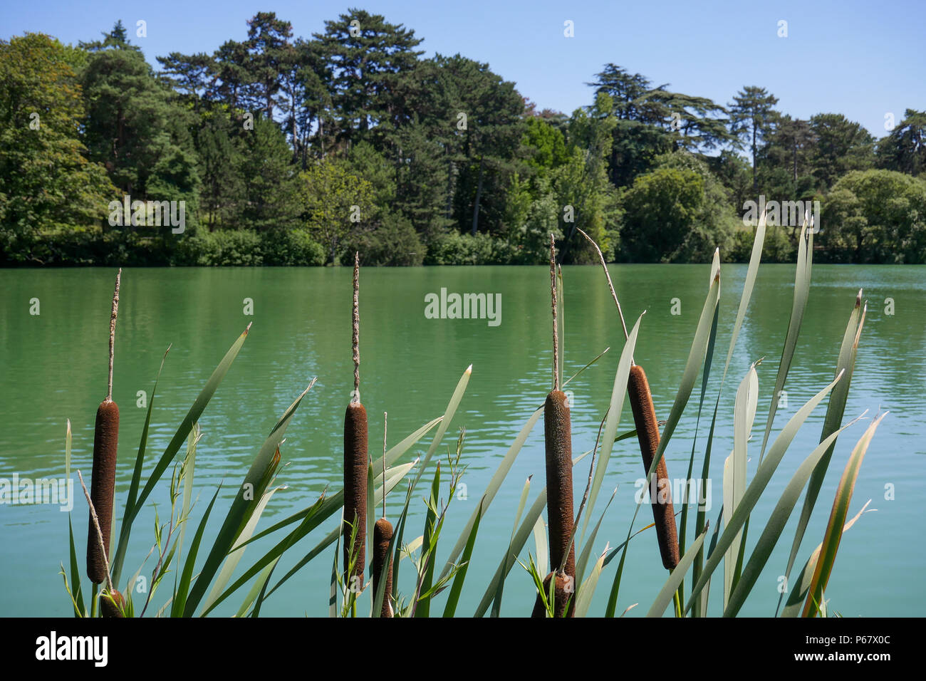 Lyon tete d or hi-res stock photography and images - Alamy