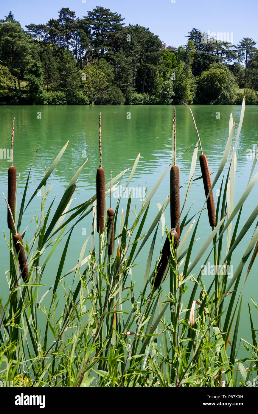 Lyon tete d or hi-res stock photography and images - Alamy