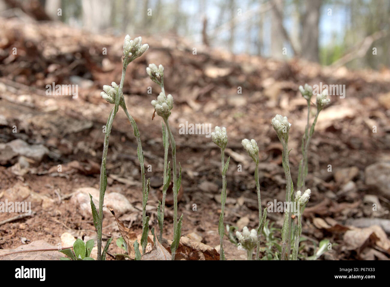 Parlins pussytoes hi-res stock photography and images - Alamy