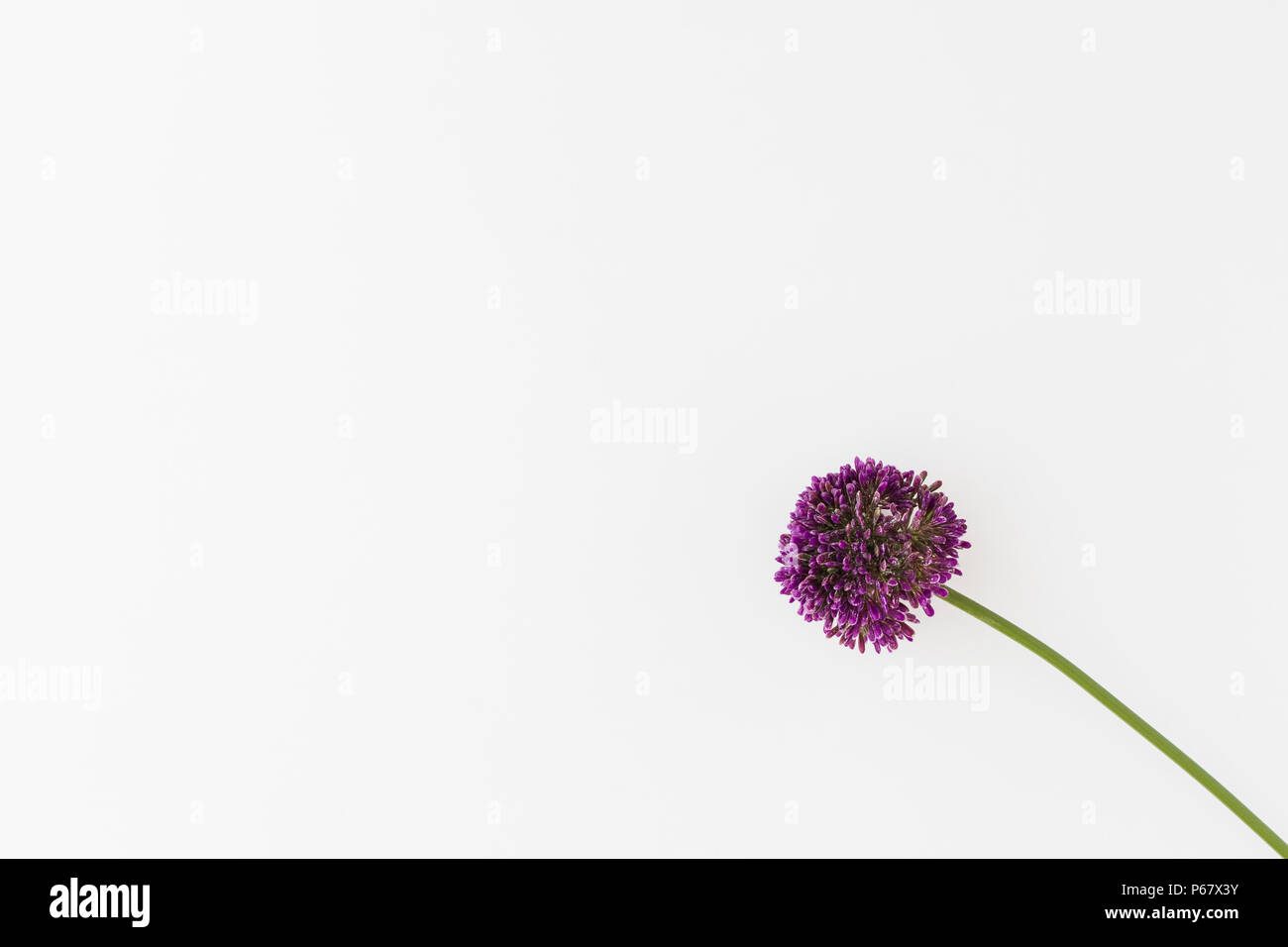Allium isolated on white background Stock Photo - Alamy
