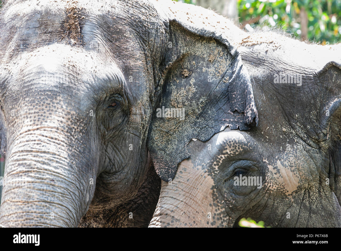 Taipei Zoo,zoo,animal,animals,Taipei,Taipei City,Taiwan,city,island ...