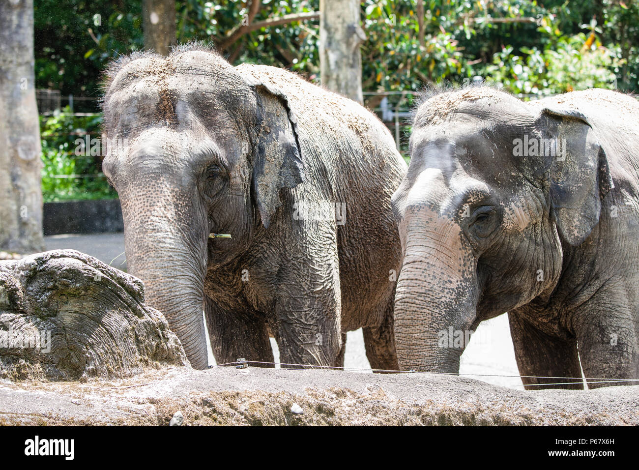 Taipei Zoo,zoo,animal,animals,Taipei,Taipei City,Taiwan,city,island ...