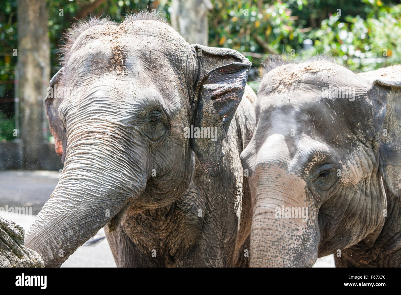 Taipei Zoo,zoo,animal,animals,Taipei,Taipei City,Taiwan,city,island ...