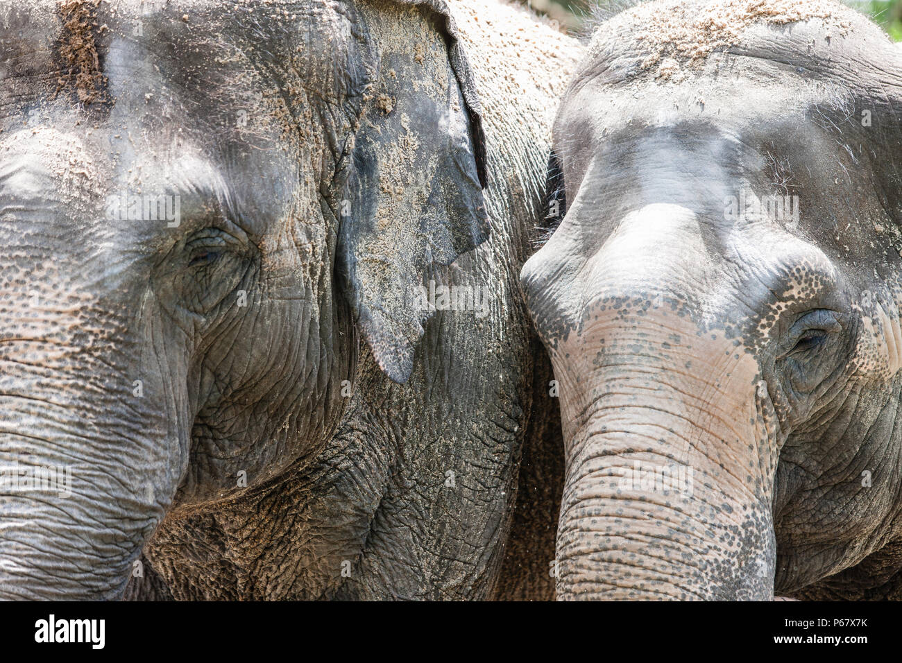 Taipei Zoo,zoo,animal,animals,Taipei,Taipei City,Taiwan,city,island ...