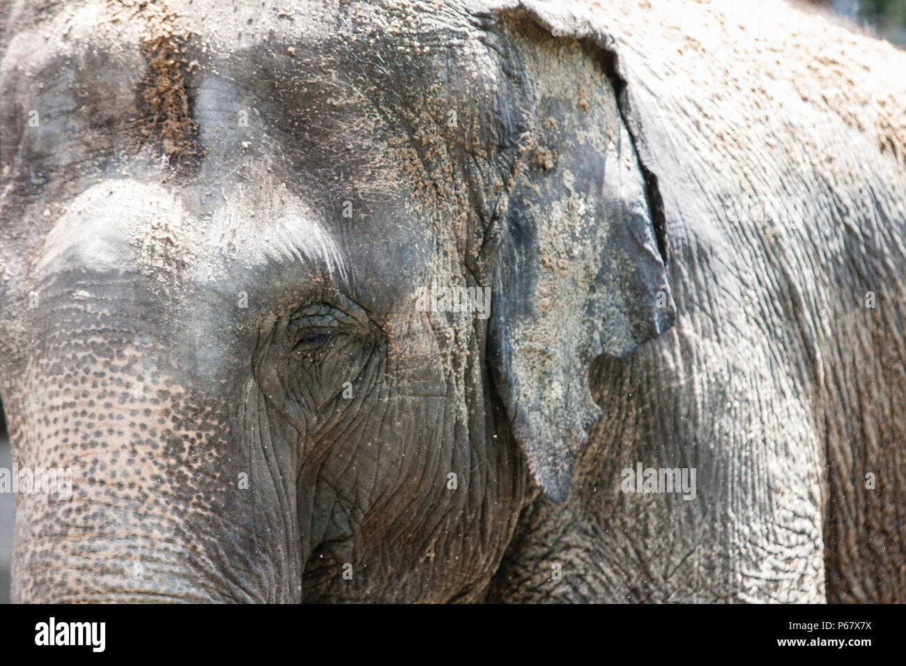 Taipei Zoo,zoo,animal,animals,Taipei,Taipei City,Taiwan,city,island ...