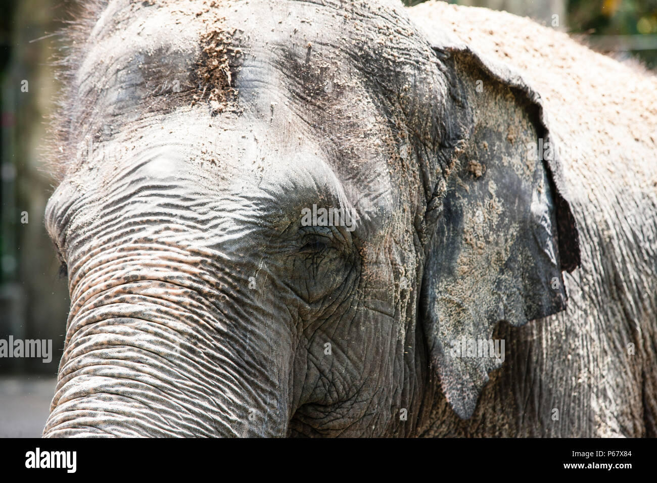 Taipei Zoo,zoo,animal,animals,Taipei,Taipei City,Taiwan,city,island ...