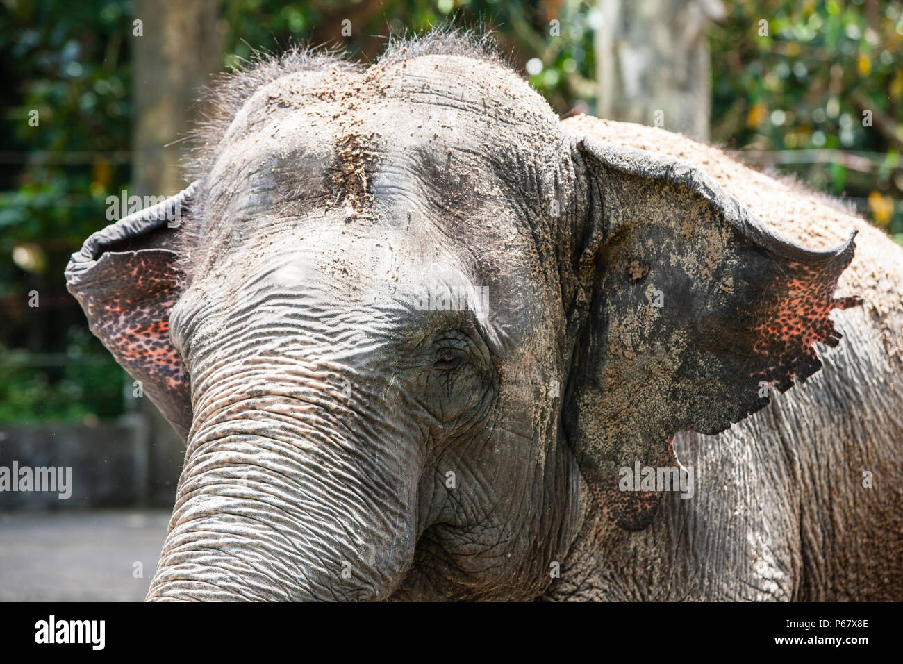 Taipei Zoo,zoo,animal,animals,Taipei,Taipei City,Taiwan,city,island ...