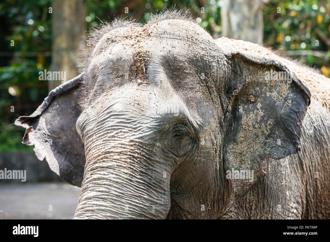 Taipei Zoo,zoo,animal,animals,Taipei,Taipei City,Taiwan,city,island ...