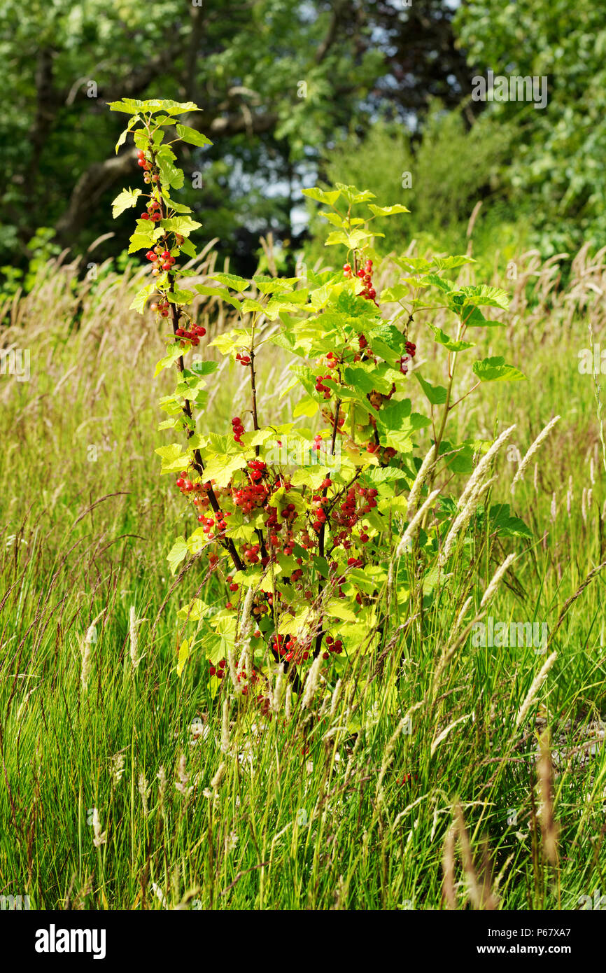 Growing currant berries hi-res stock photography and images - Alamy