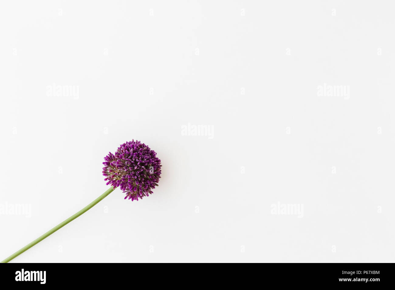 Allium isolated on white background Stock Photo - Alamy