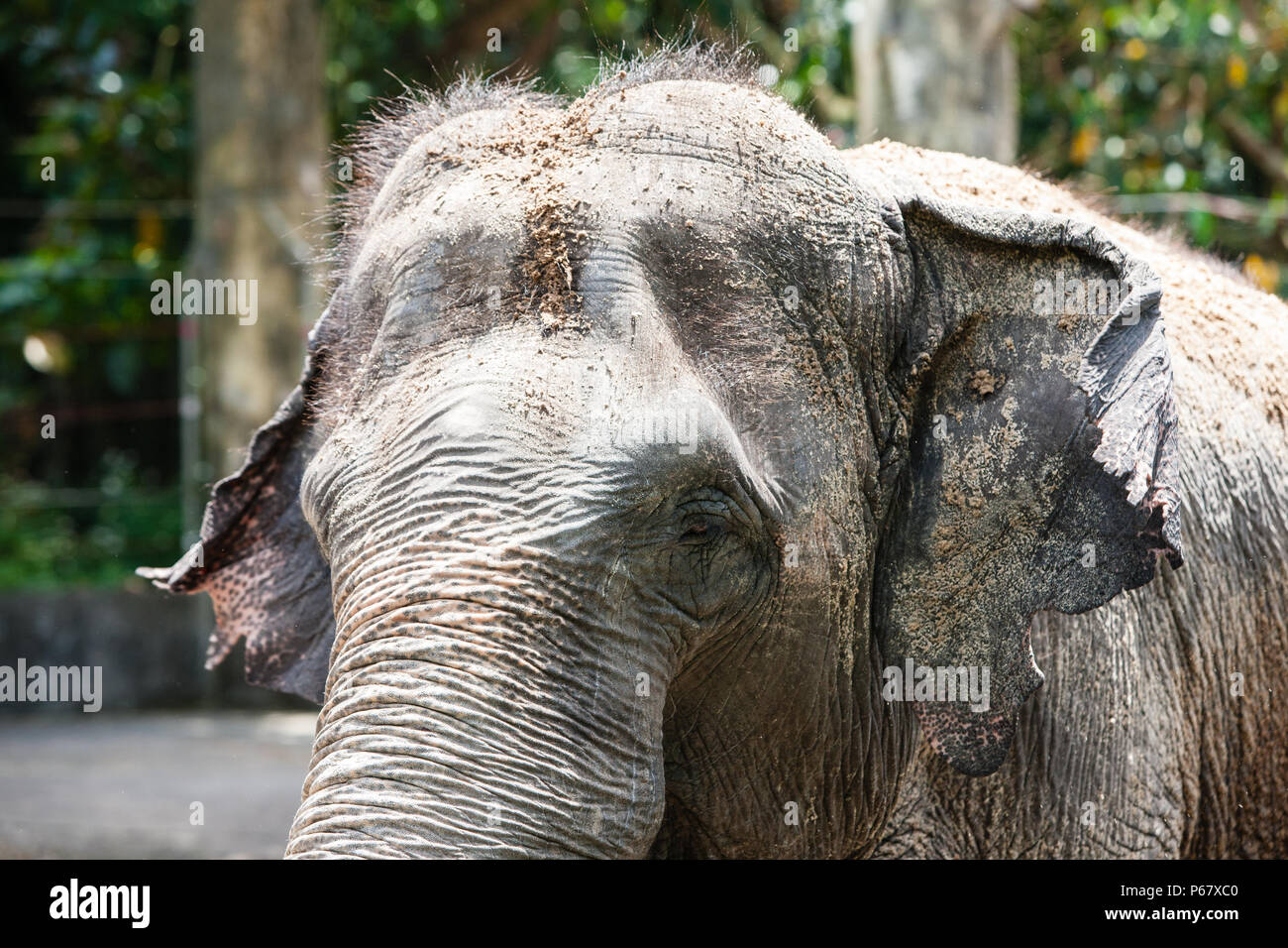 Taipei Zoo,zoo,animal,animals,Taipei,Taipei City,Taiwan,city,island ...