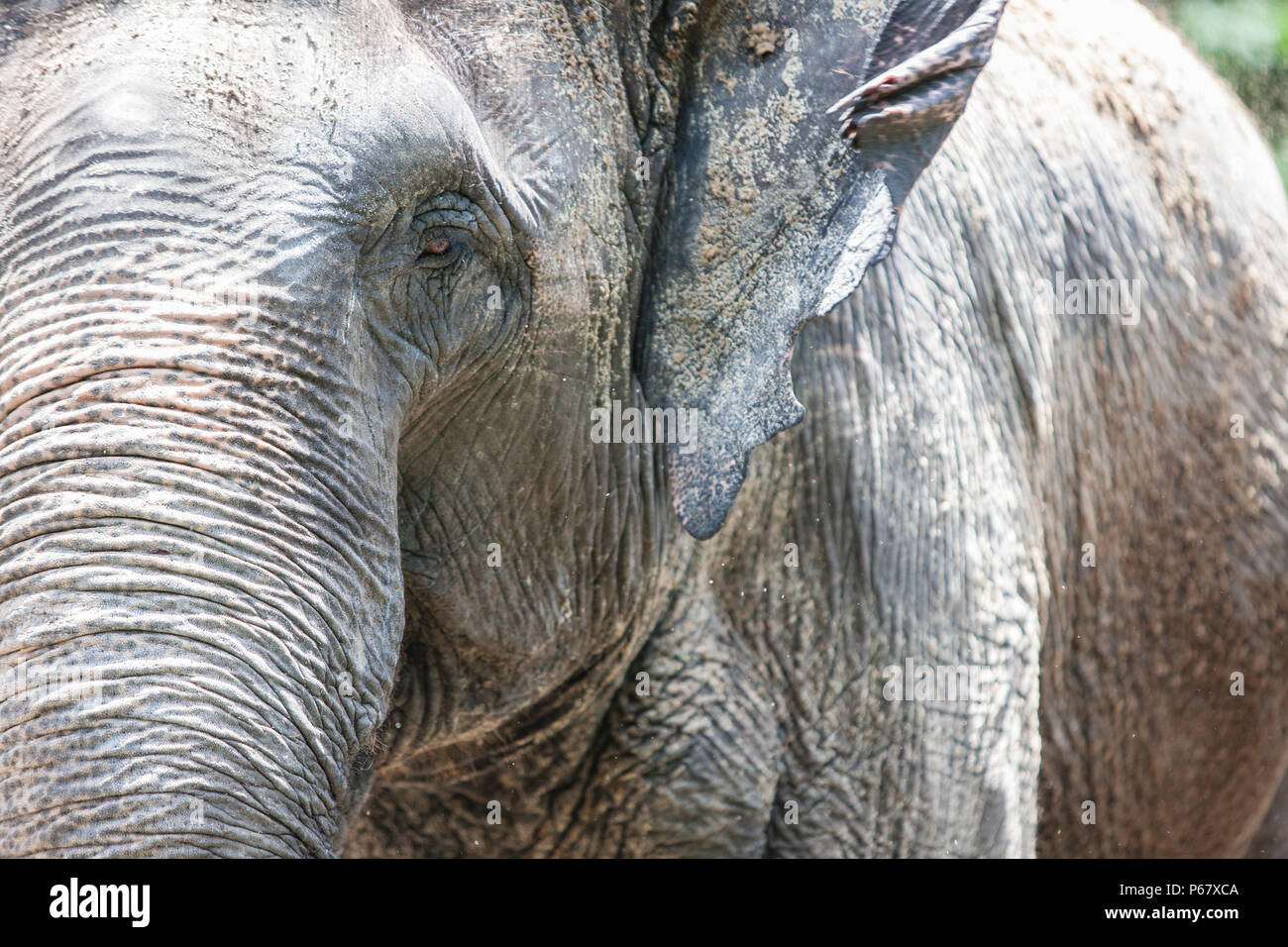 Taipei Zoo,zoo,animal,animals,Taipei,Taipei City,Taiwan,city,island ...