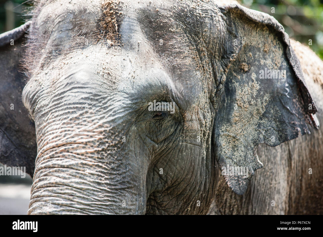 Taipei Zoo,zoo,animal,animals,Taipei,Taipei City,Taiwan,city,island ...