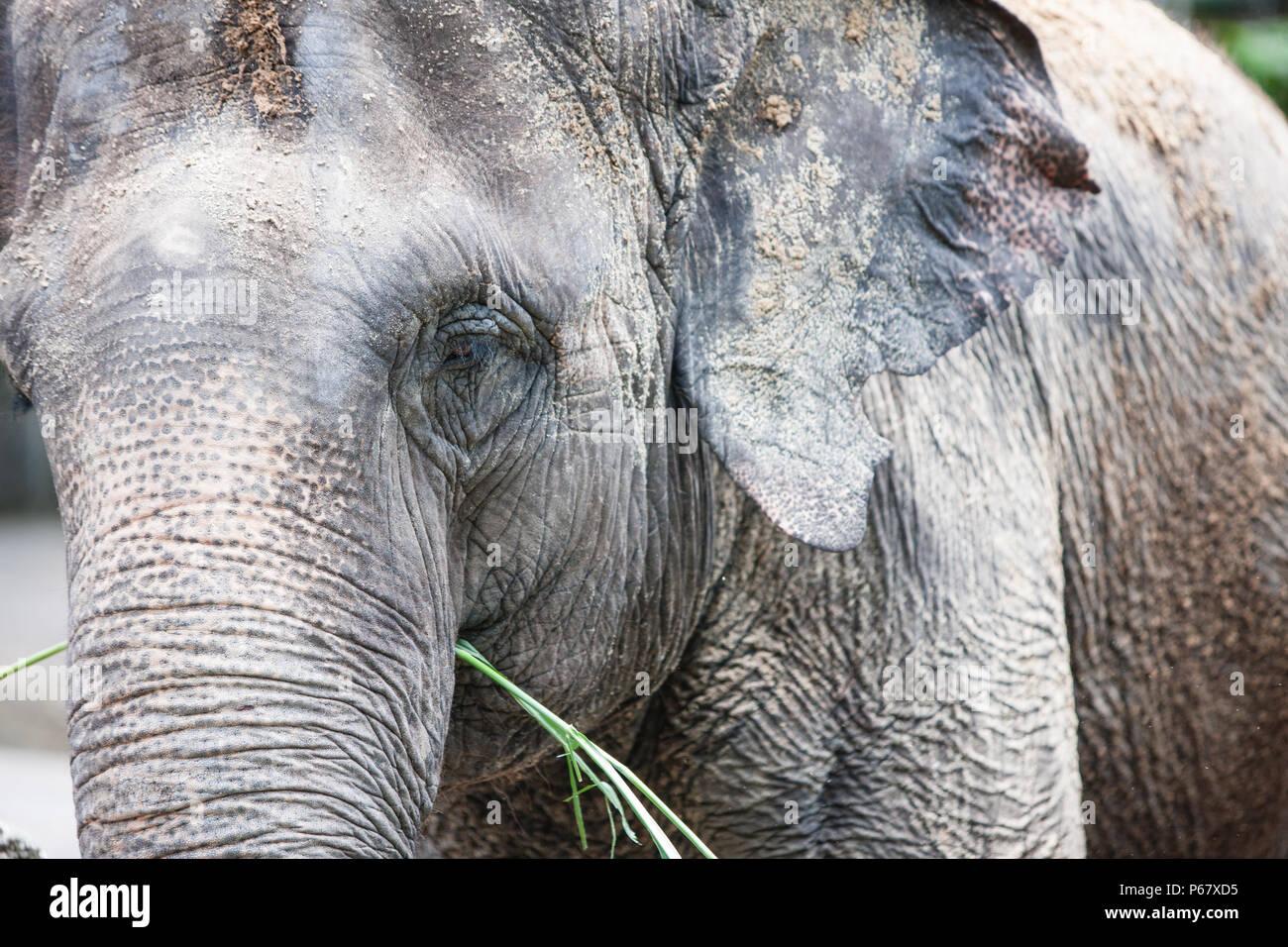 Taipei Zoo,zoo,animal,animals,Taipei,Taipei City,Taiwan,city,island ...