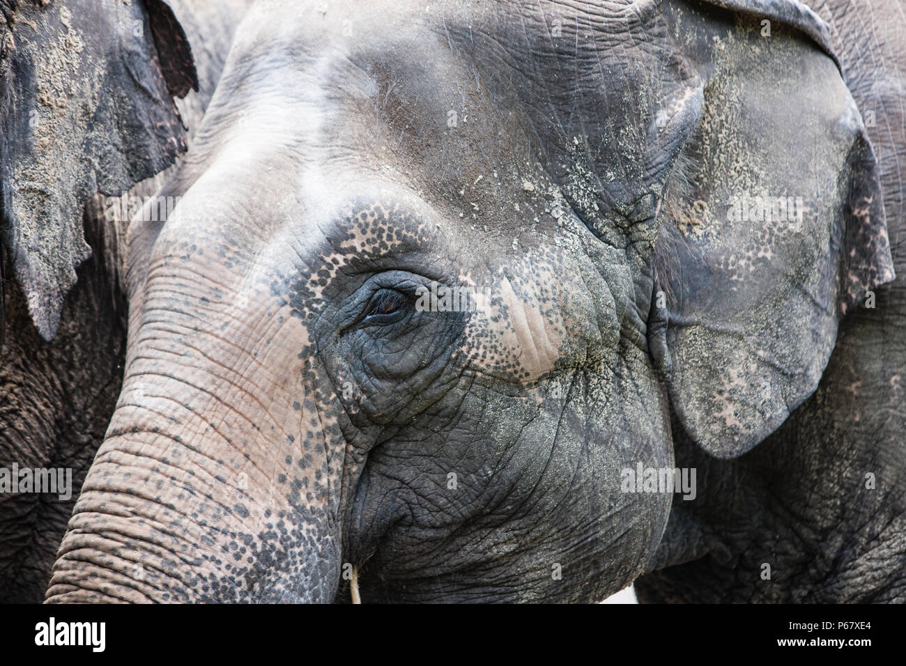 Taipei Zoo,zoo,animal,animals,Taipei,Taipei City,Taiwan,city,island ...