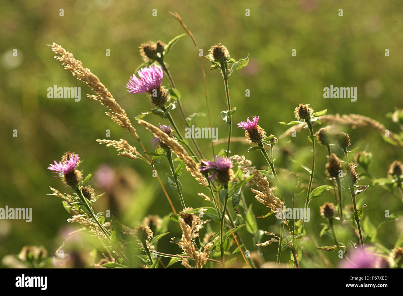 Knapweeds hi-res stock photography and images - Alamy