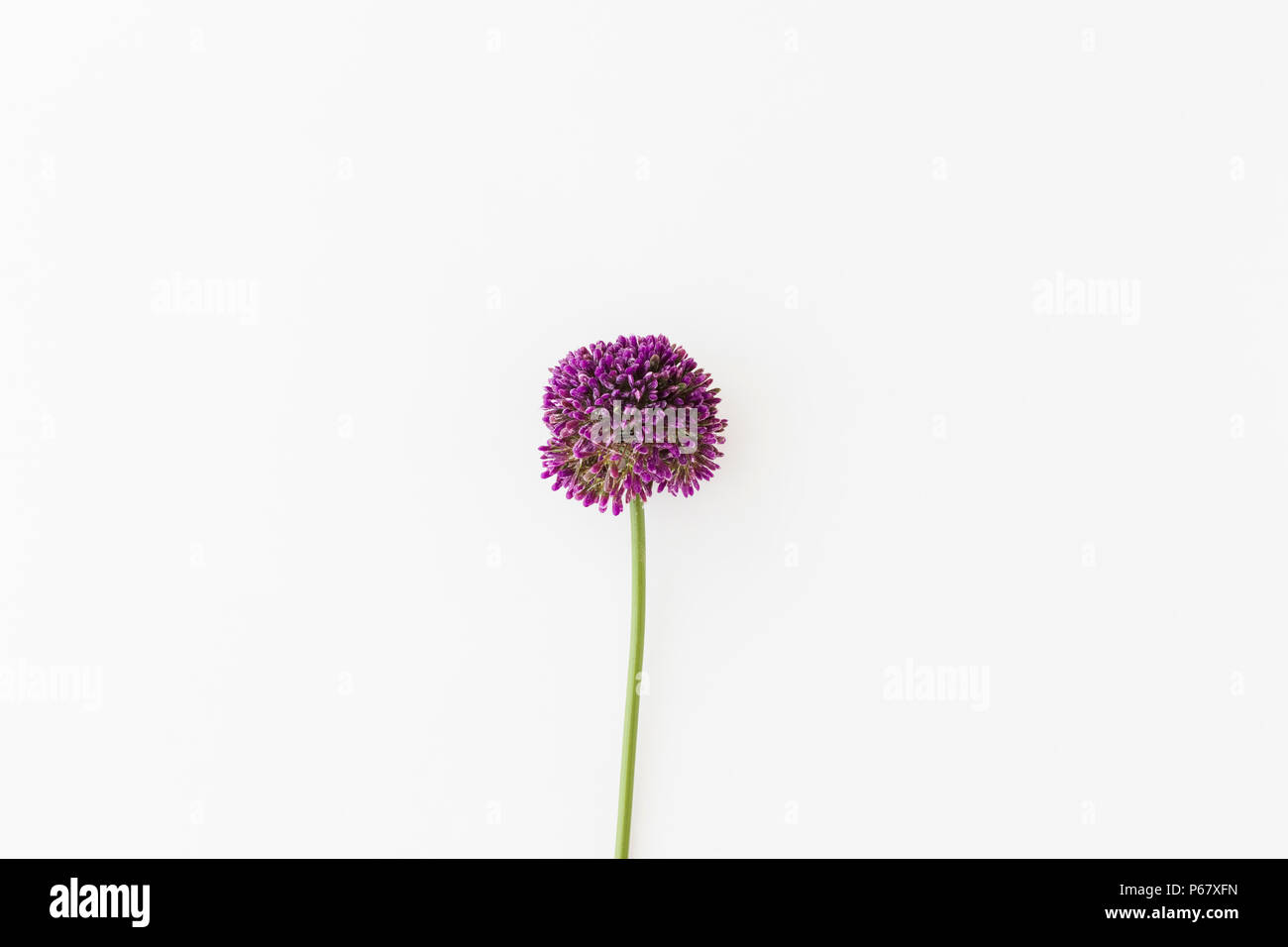 Allium isolated on white background Stock Photo - Alamy