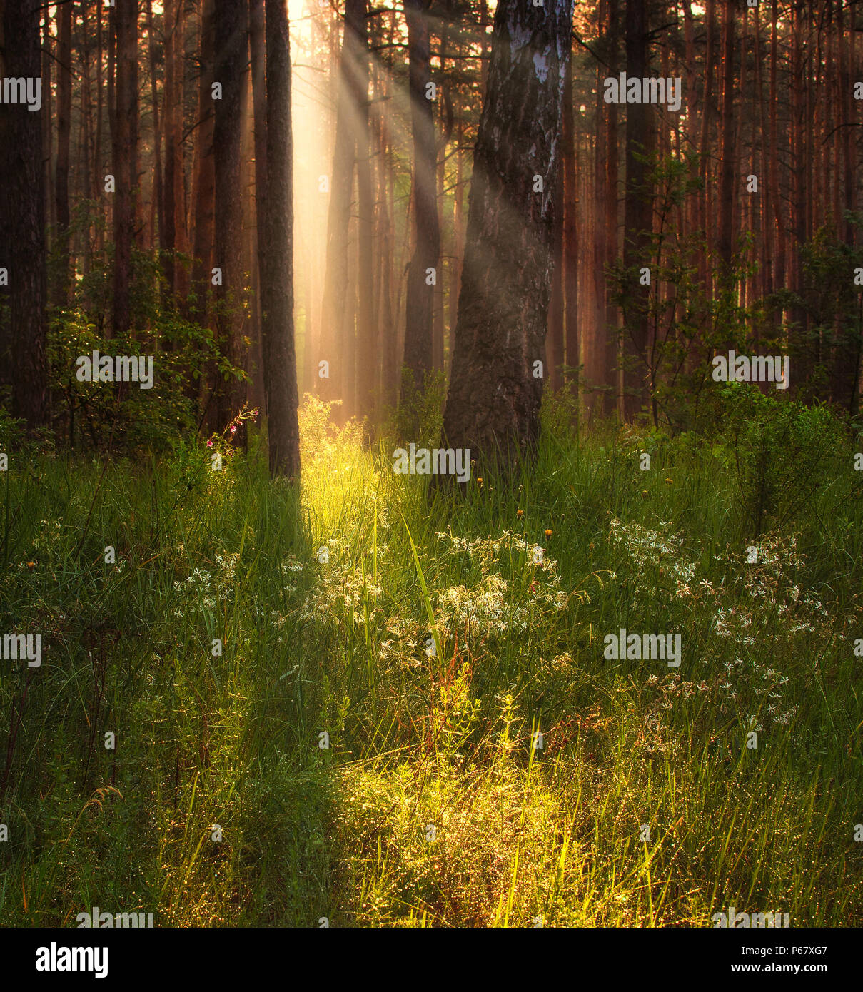 Walk in the forest. Morning. Sun rays. Landscape Stock Photo - Alamy