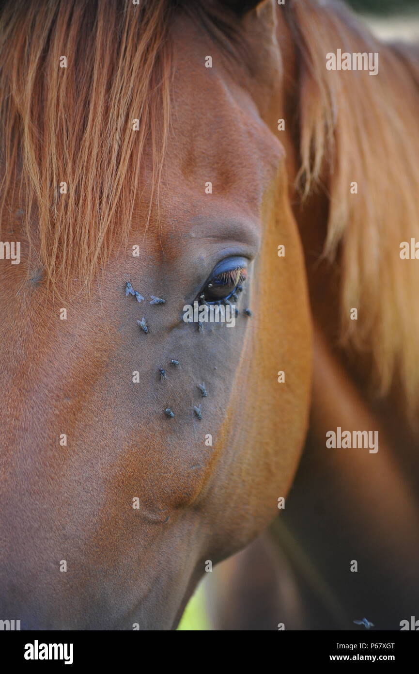 Bothered by hi-res stock photography and images - Alamy