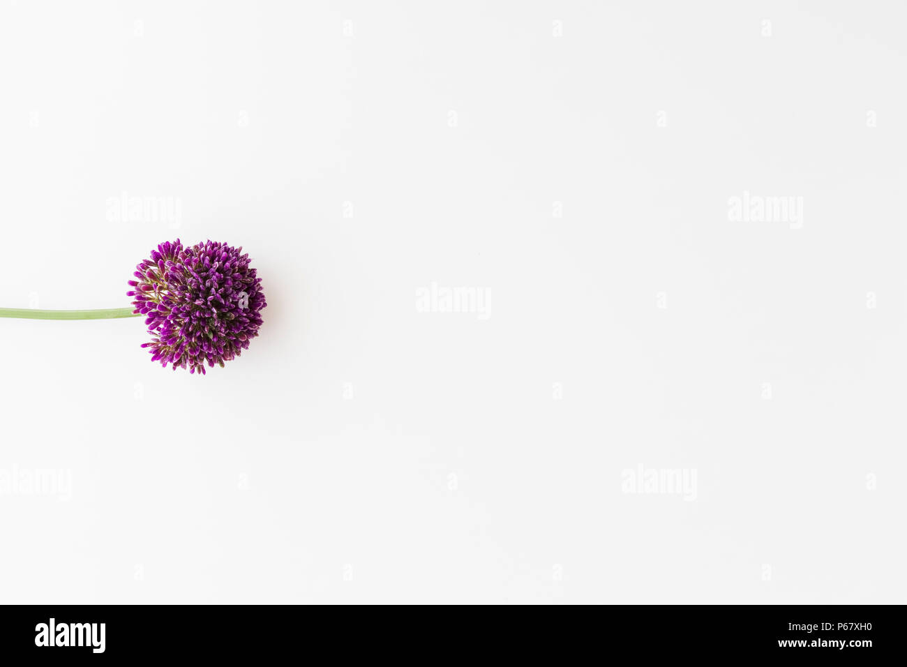 Allium isolated on white background Stock Photo - Alamy