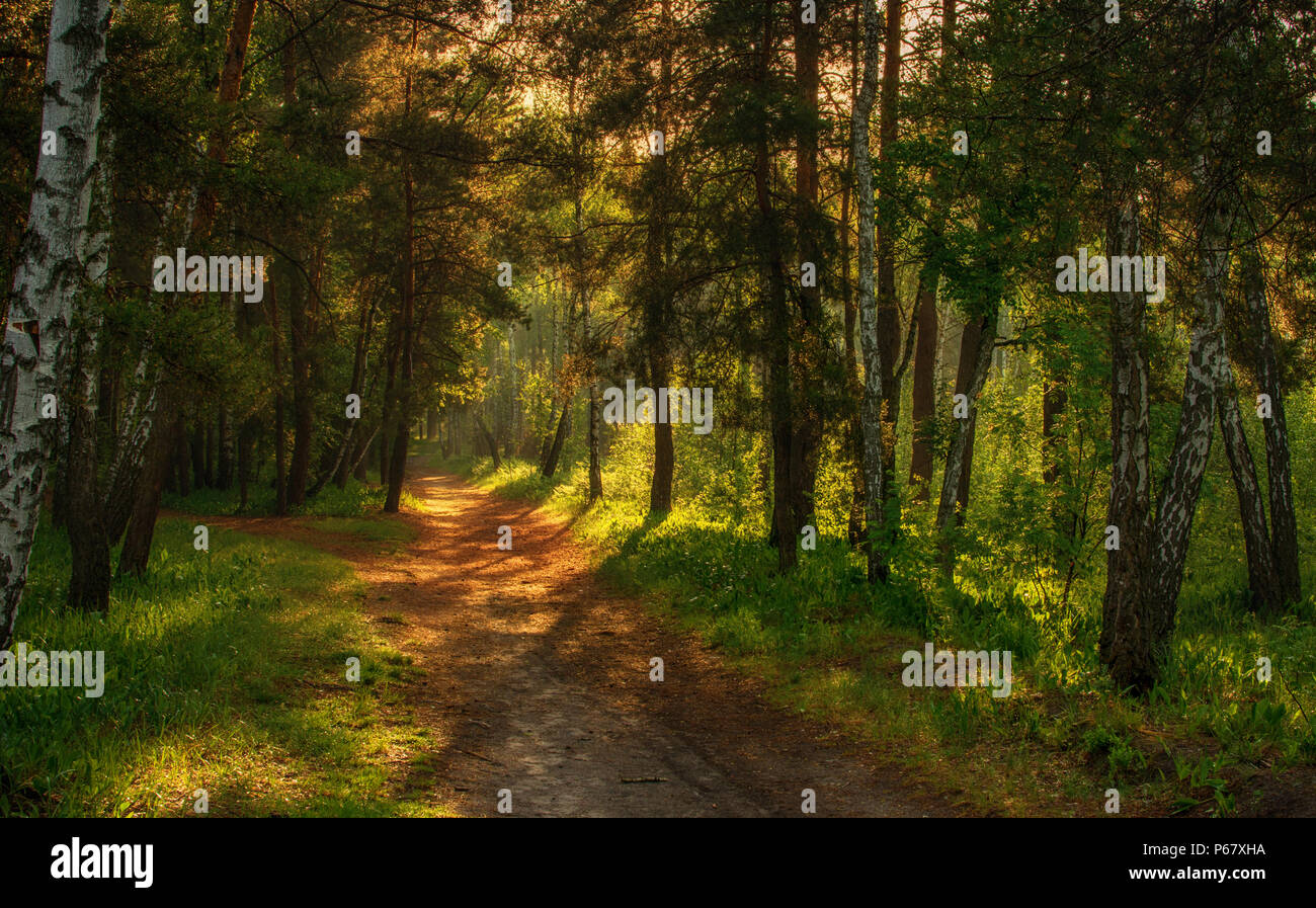 Walk in the forest. Morning. Sun rays. Landscape Stock Photo - Alamy