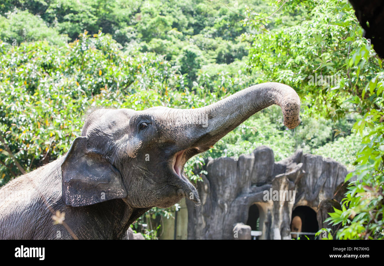 Taipei Zoo,zoo,animal,animals,Taipei,Taipei City,Taiwan,city,island ...