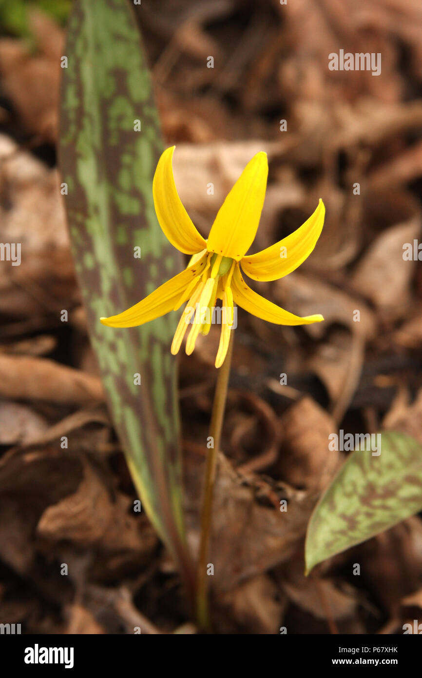 Trout lily flowers hi-res stock photography and images - Alamy