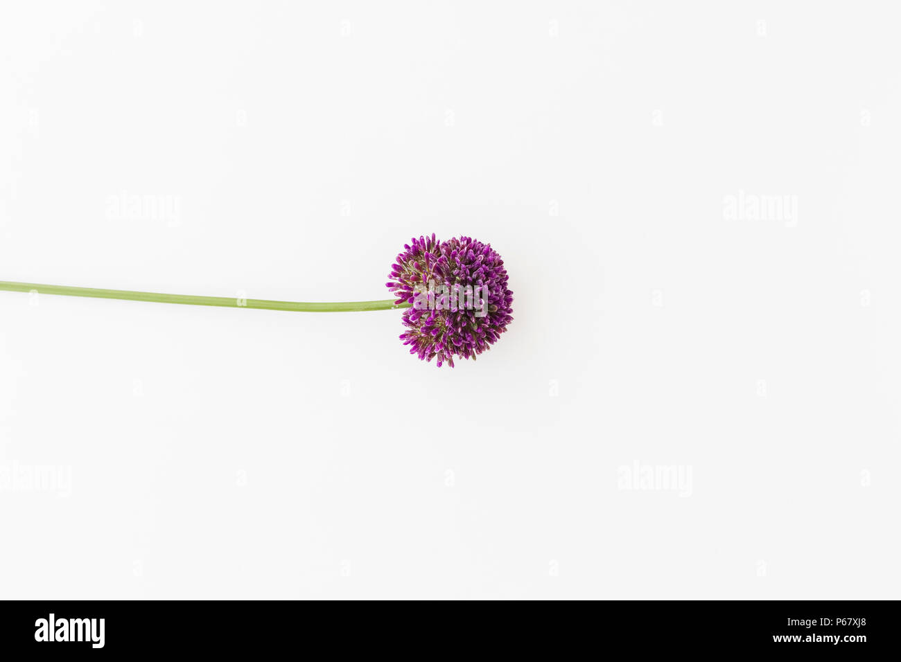 Allium isolated on white background Stock Photo - Alamy
